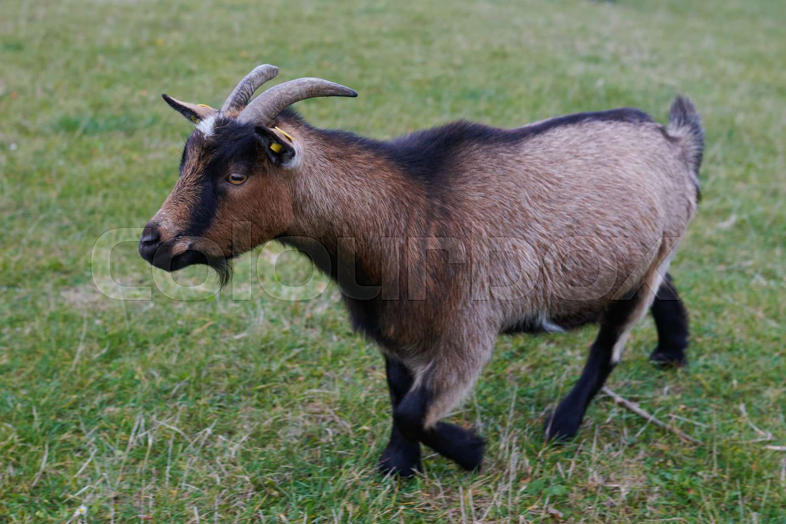 Ged gedekid afrikansk dværgged Capra hircus dyr horn klappe børn ...
