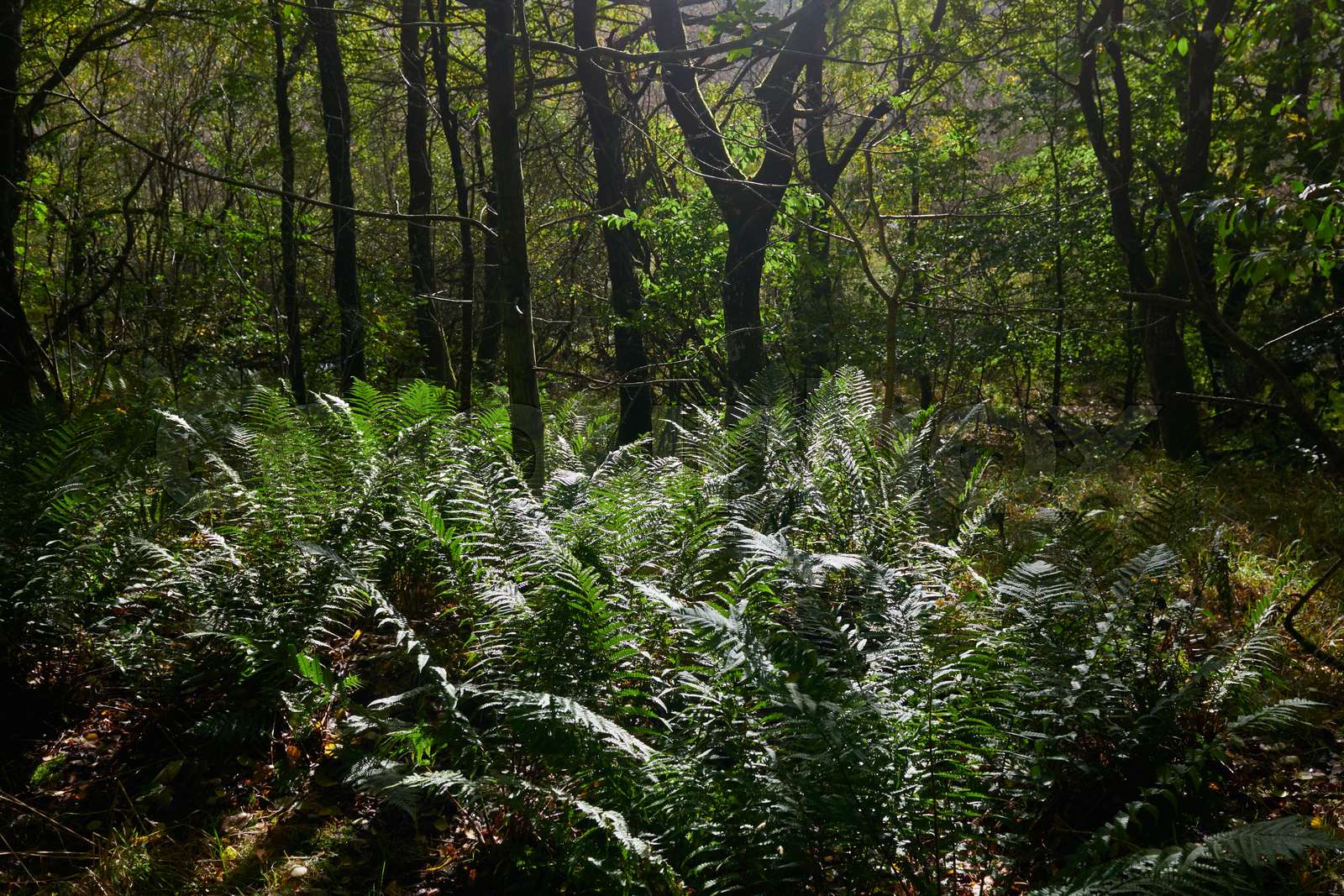Skov med bregner, natur biodiversitet, urskov, danmark, dansk, arter ...