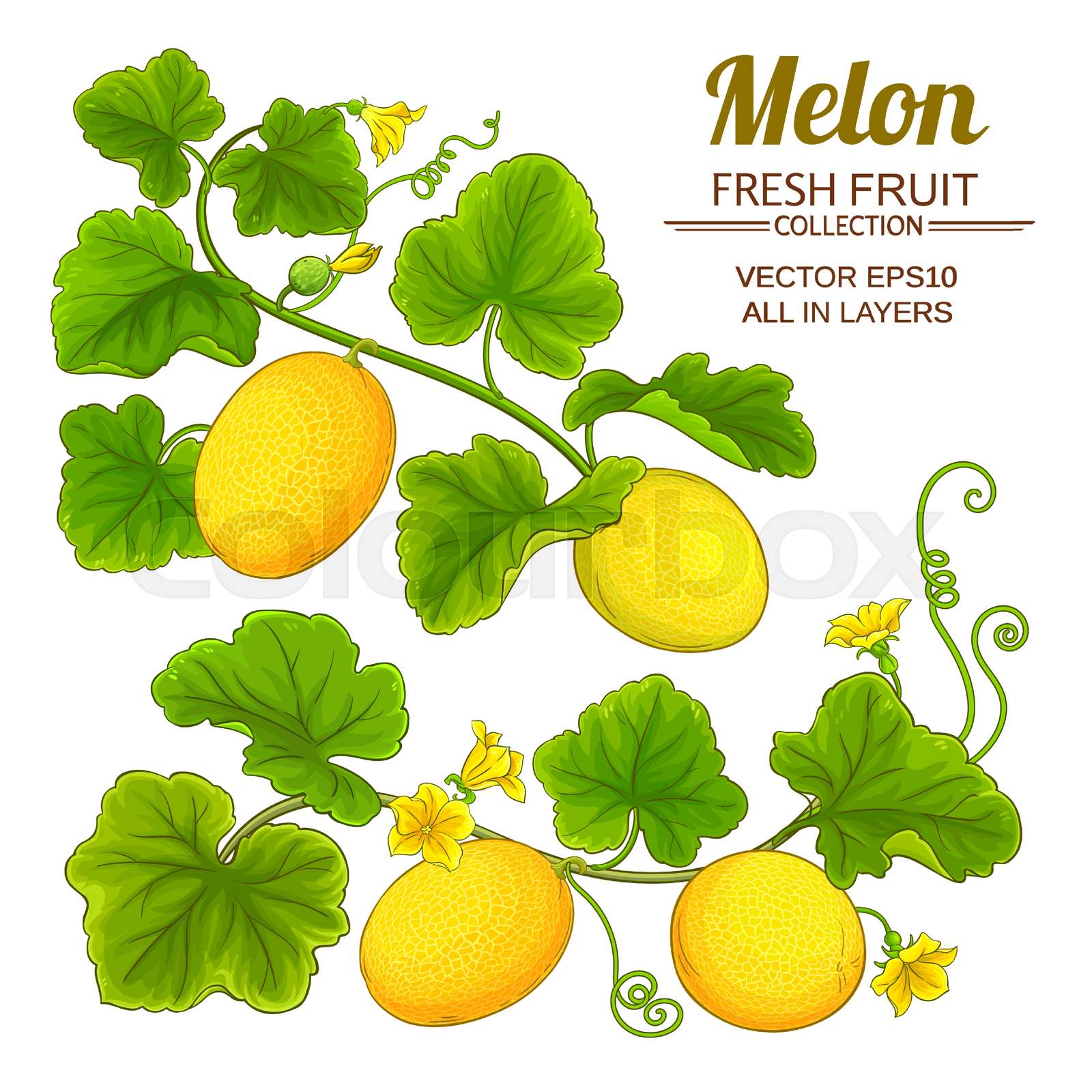 melon vector set | Stock vector | Colourbox