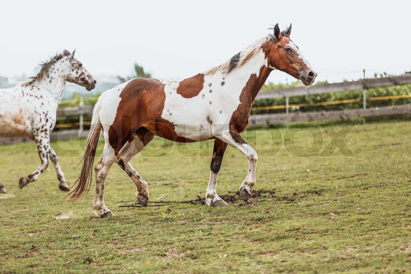 Argentine Criollo Horse Colors