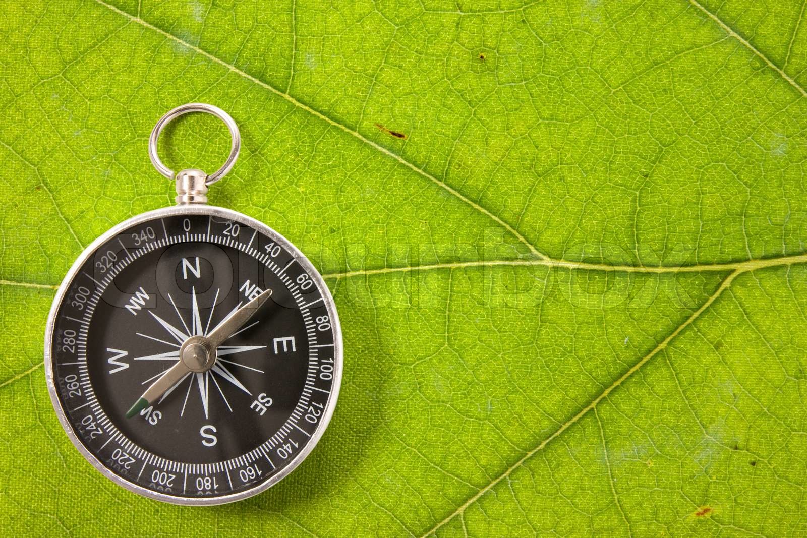 Compass on the leaf texture | Stock image | Colourbox