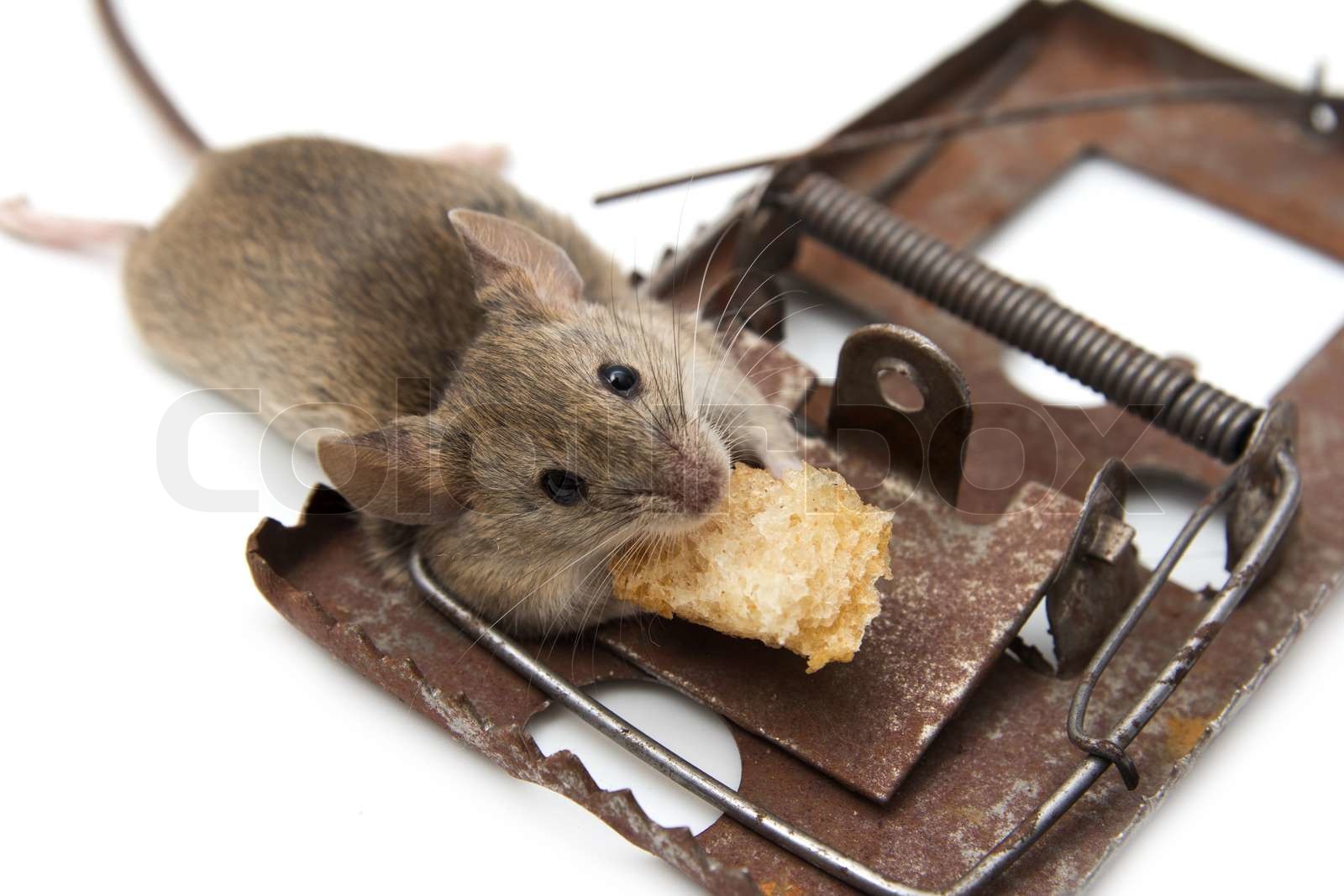 Maus in einer Mausefalle auf weißem Hintergrund | Stock Bild | Colourbox