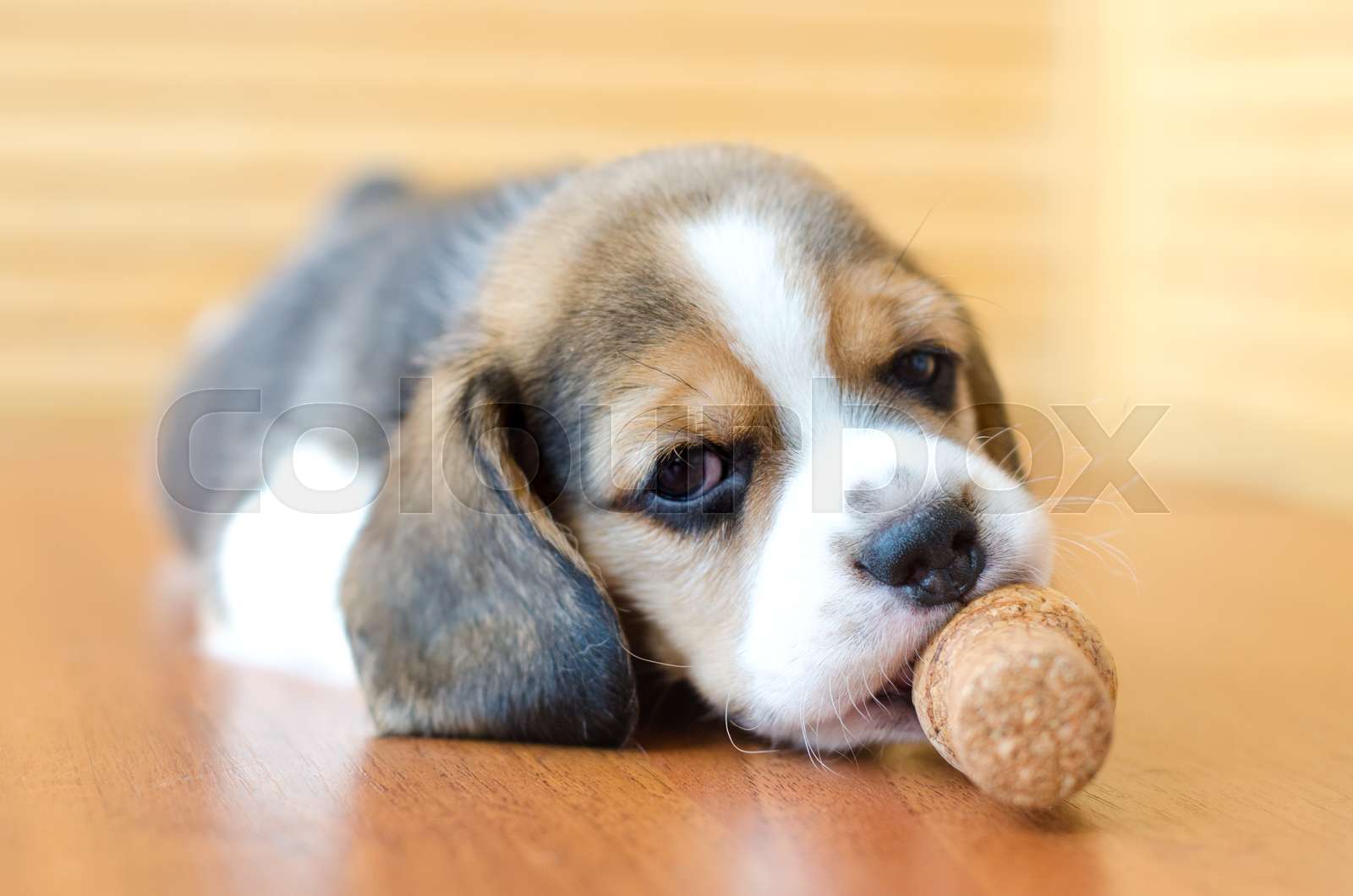 Cute Beagle Puppy