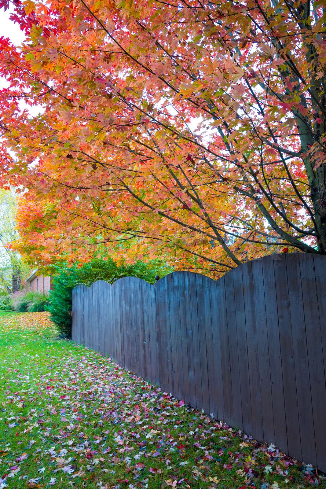 Beautiful maple tree in town, autumn landscape. | Stock image | Colourbox