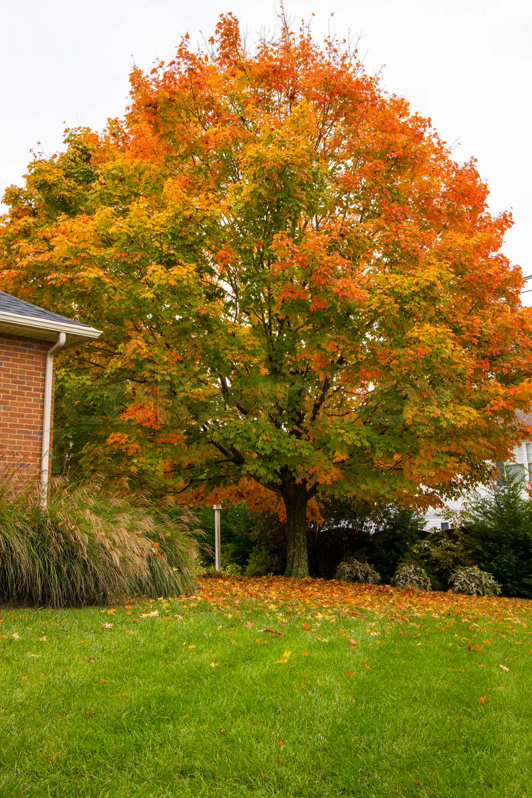 Beautiful maple tree in town, autumn landscape. | Stock image | Colourbox