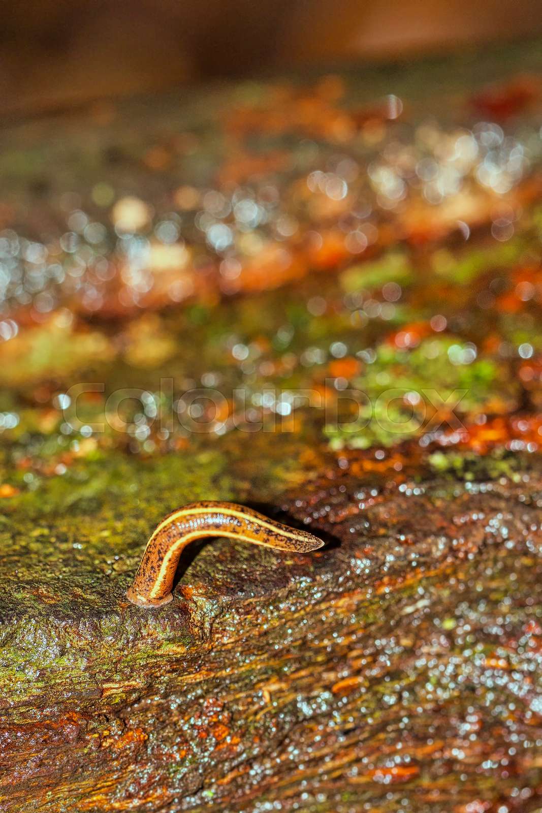 Leech, Sinharaja National Park Rain Forest, Sri Lanka | Stock image ...