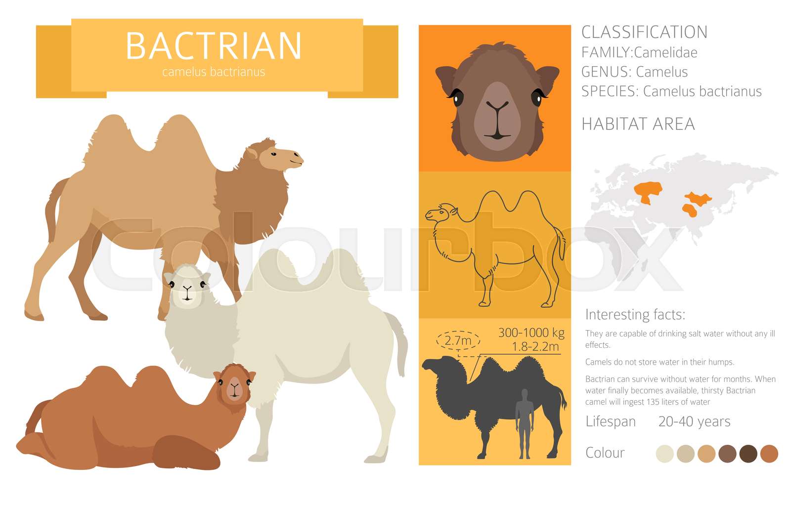 Camelids family collection. Bactrian camel infographic design | Stock ...