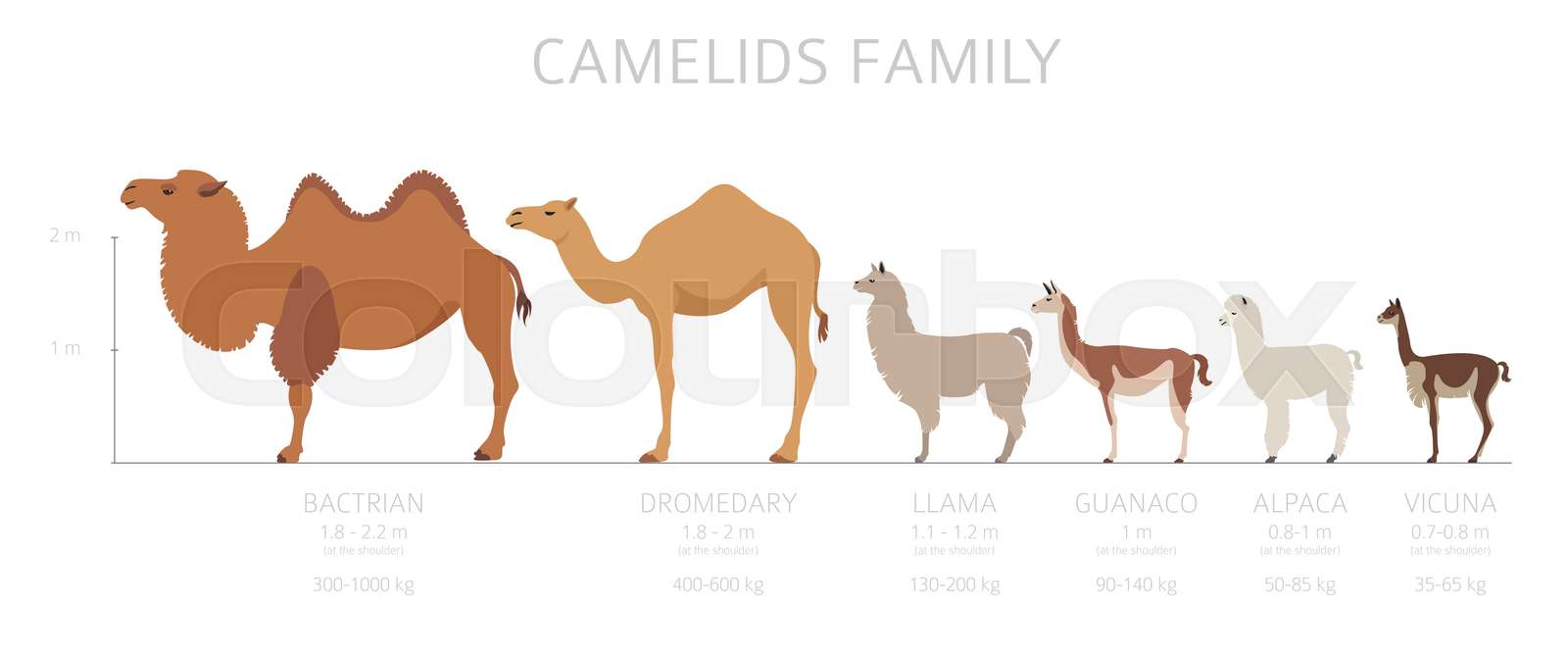 Camelids family collection. Camels and llama infographic design | Stock ...