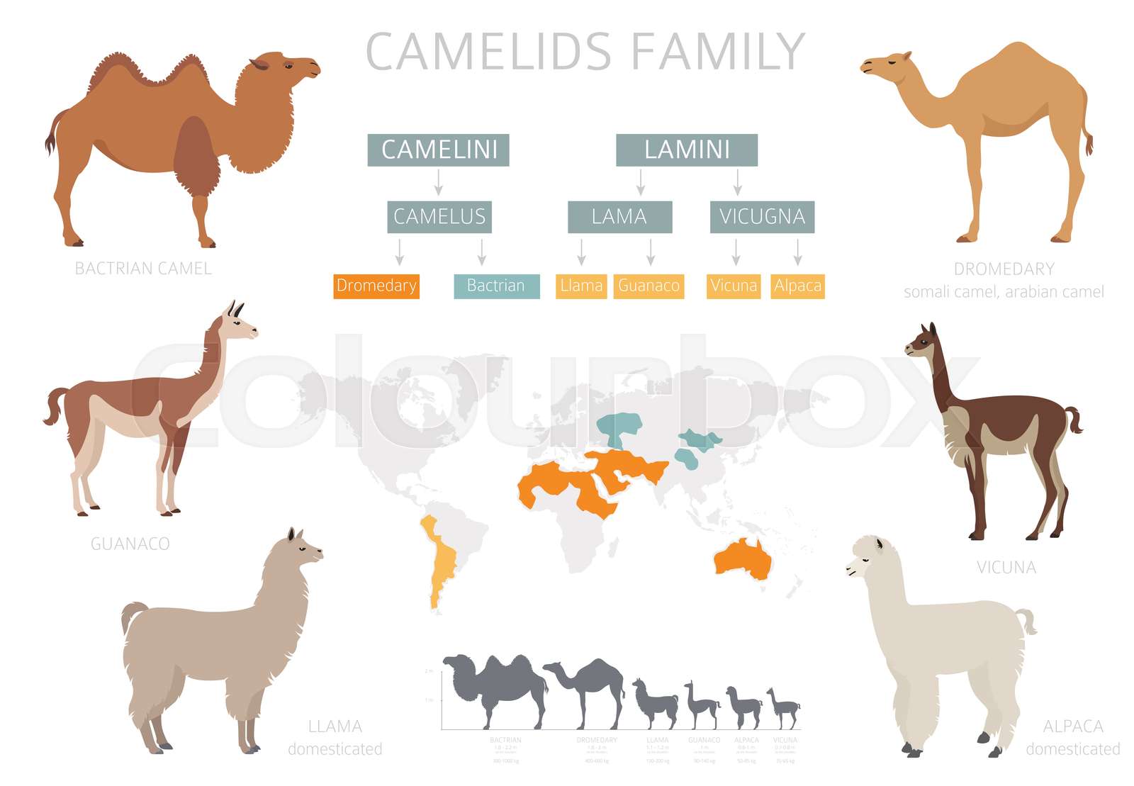 Camelids family collection. Camels and llama infographic design | Stock ...
