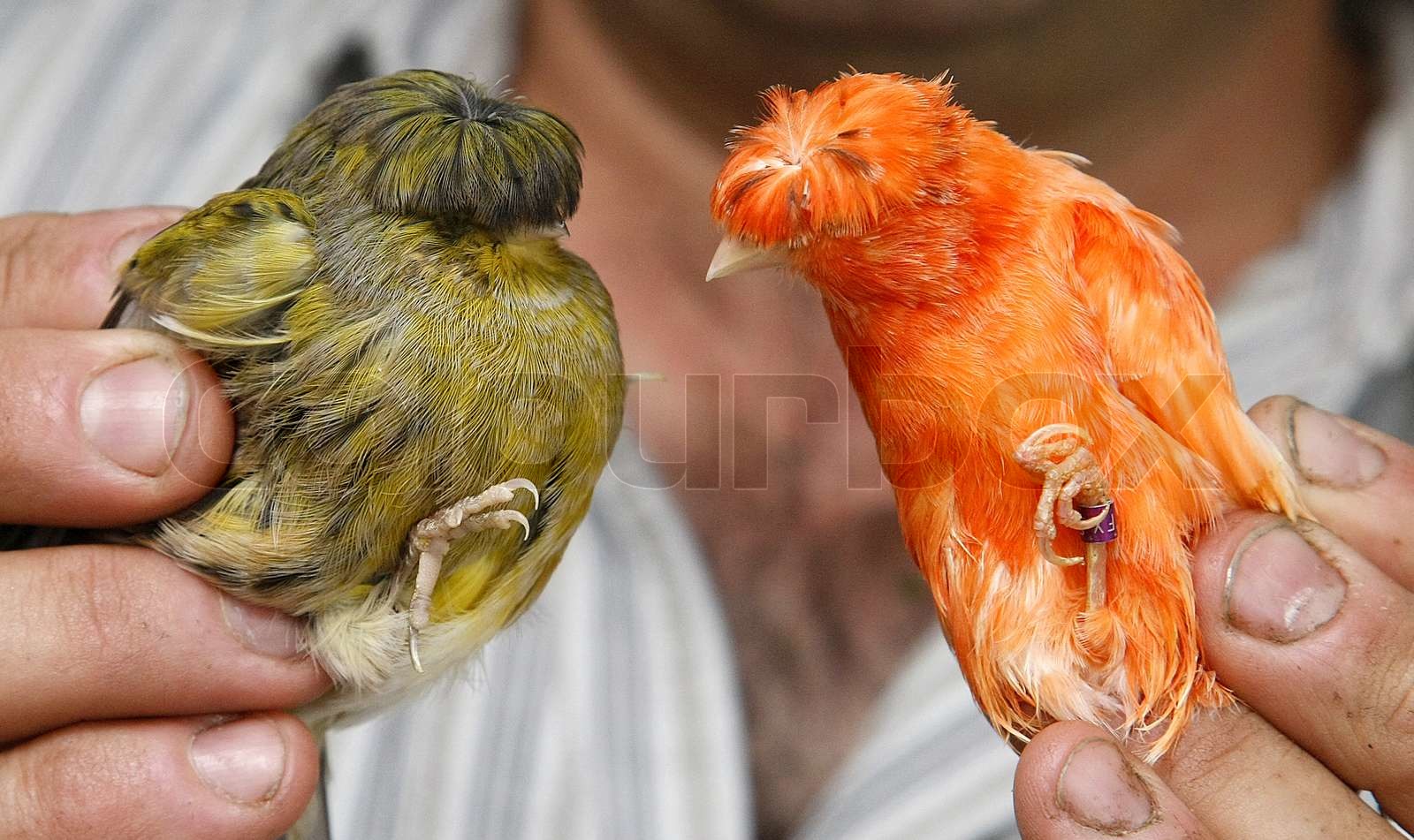 2 hands holding 2 crested canaries | Stock image | Colourbox
