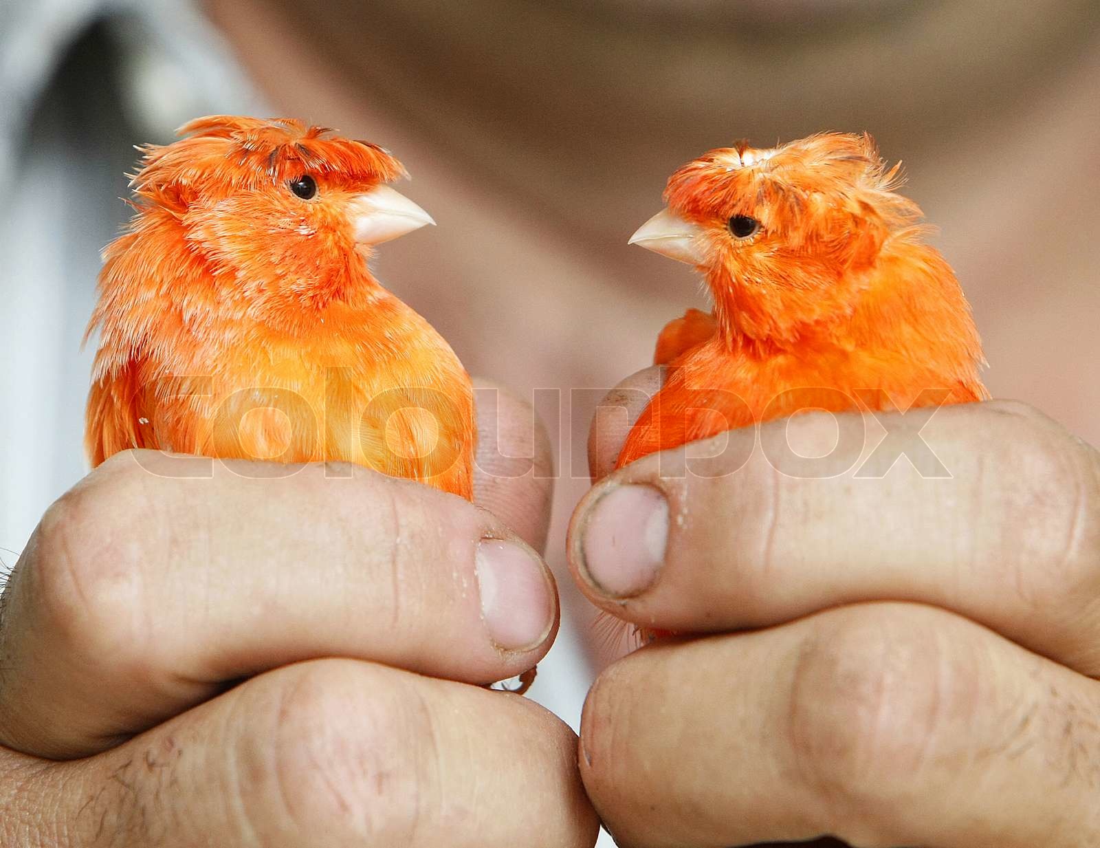 2 hands holding 2 orange crested canaries | Stock image | Colourbox