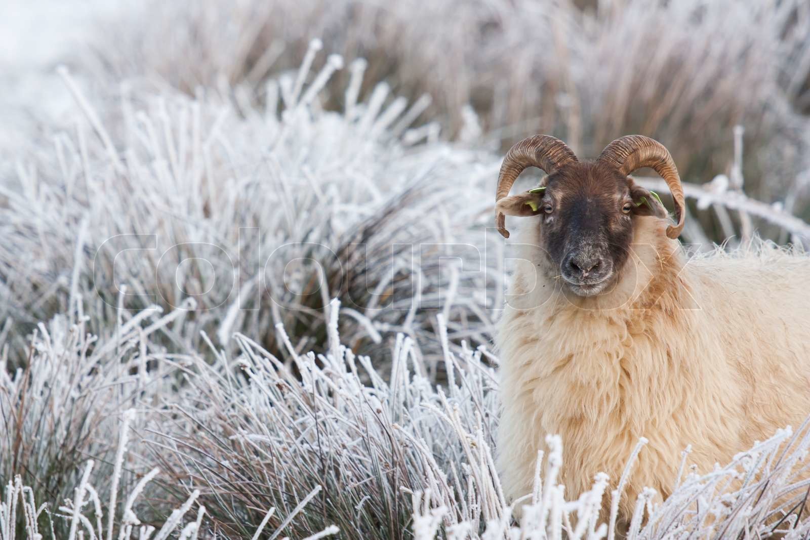 A sheep in a winter landscape | Stock image | Colourbox
