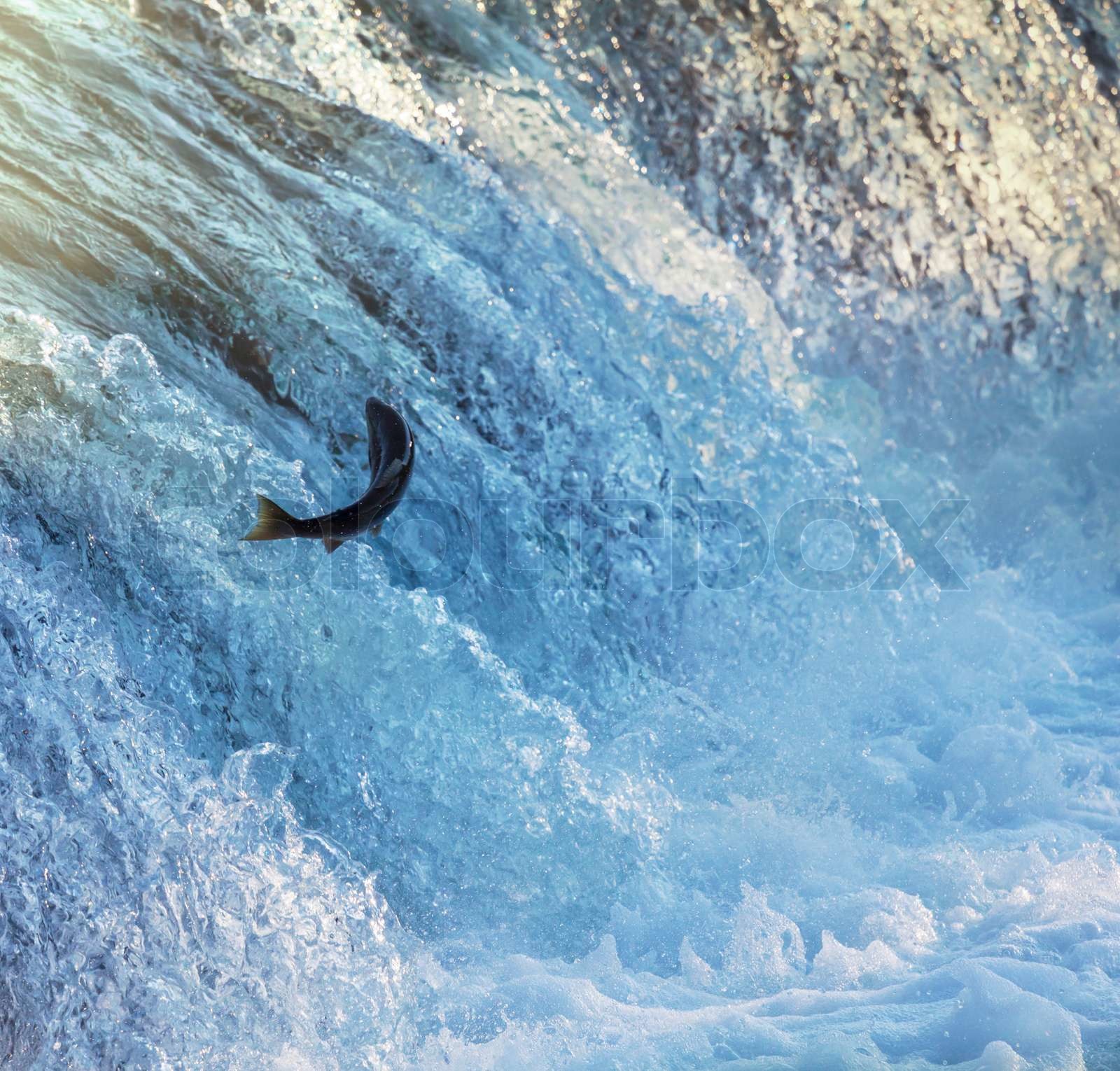 Salmon | Stock image | Colourbox
