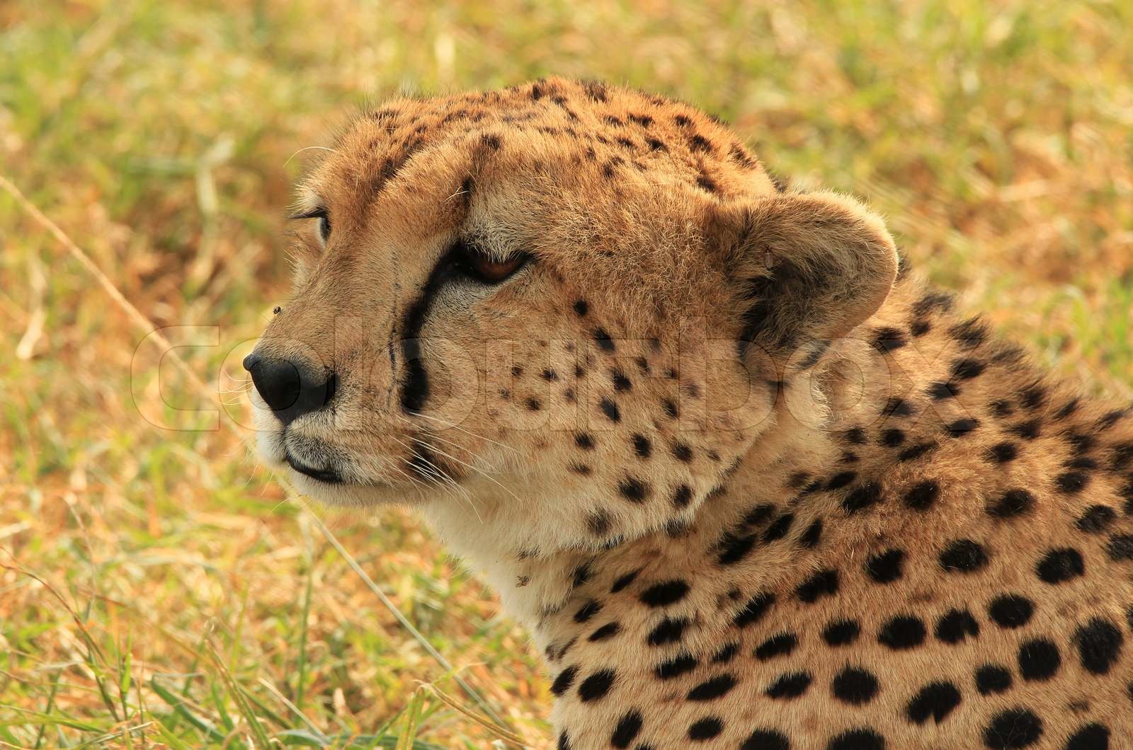 Cheetah | Stock image | Colourbox