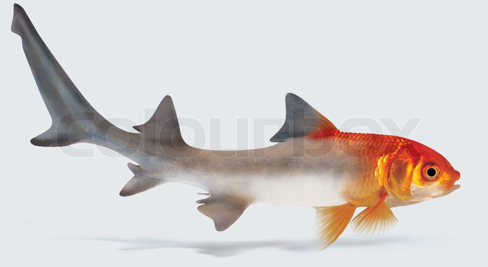 a shark with the head of a goldfish | Stock image | Colourbox