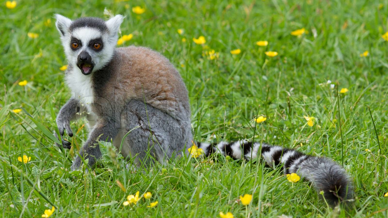 Ring-tailed lemur eating fruit | Stock image | Colourbox