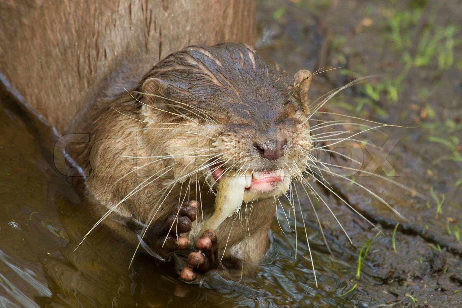 An otter is eating | Stock image | Colourbox