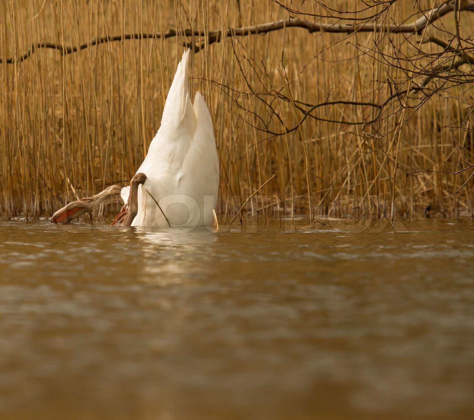 An eating swan | Stock image | Colourbox