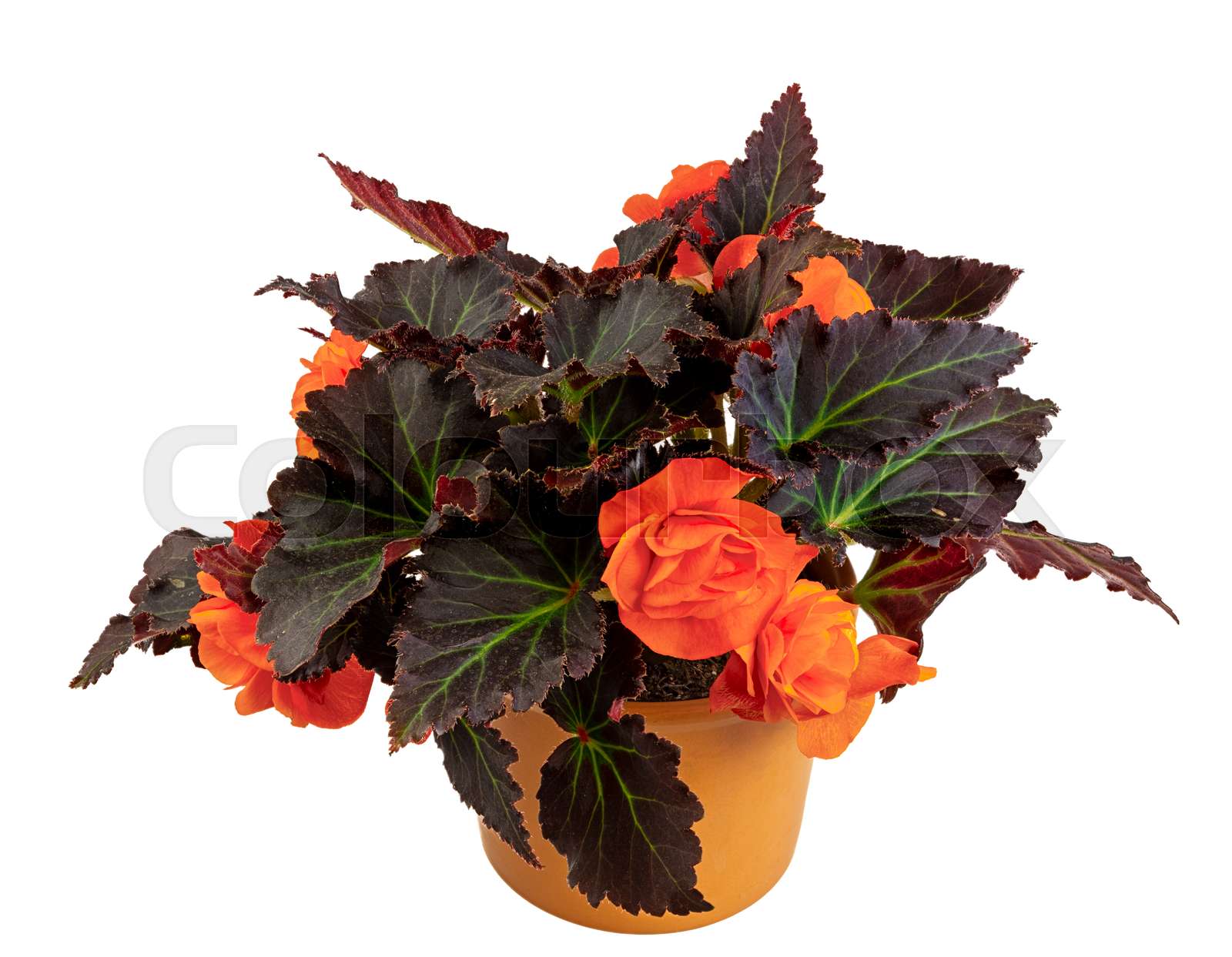 Isolated potted begonia flower | Stock image | Colourbox