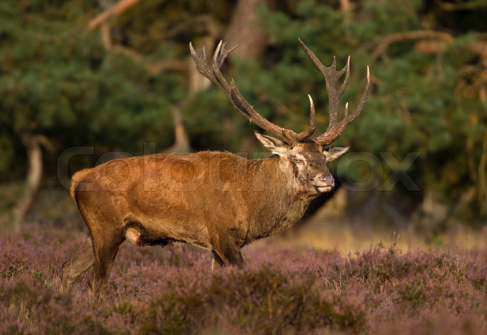 edelhert | Stock image | Colourbox