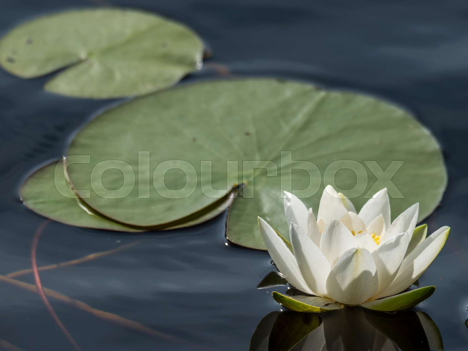 flora, hvid, møn | Stock foto | Colourbox
