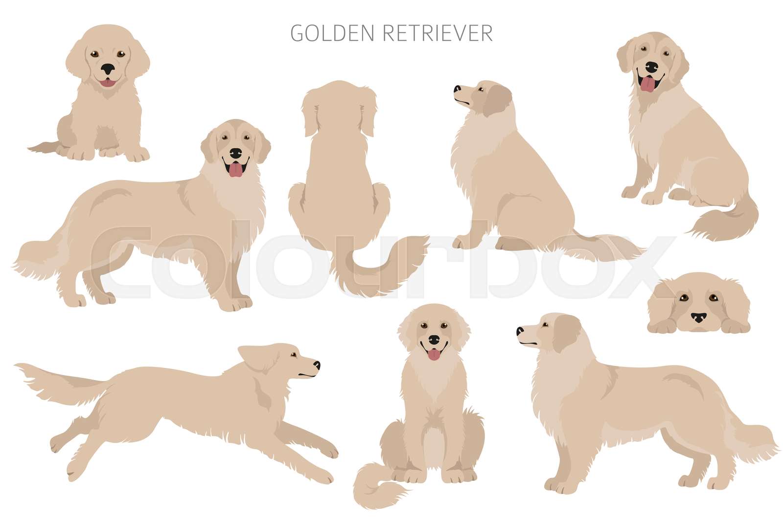 Golden retriever dogs in different poses and coat colors. Adult goldies ...