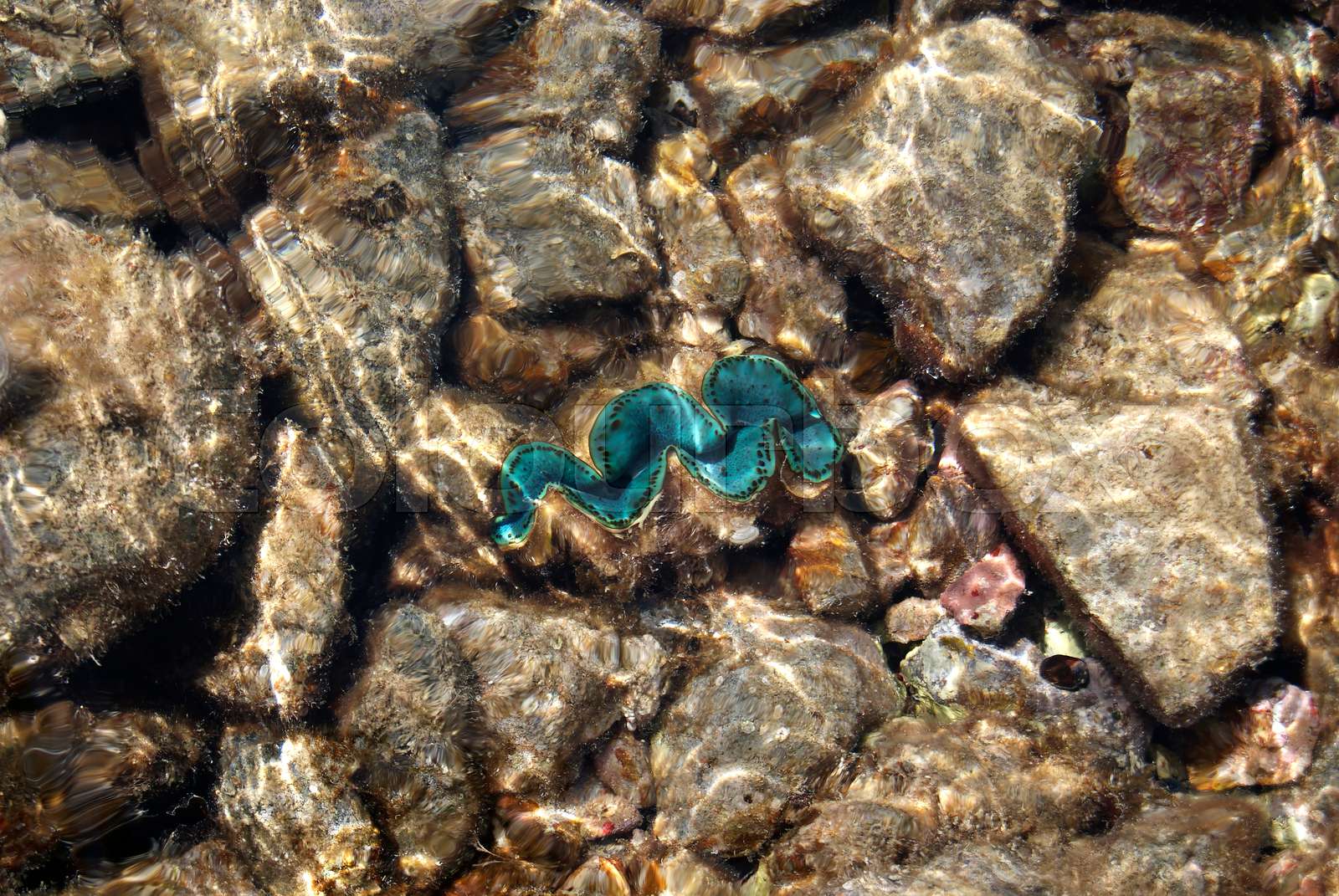Beautiful photograph of a vibrant, giant clam under water | Stock image ...