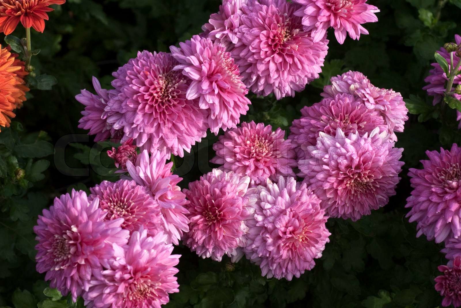 rosa Blumen closeup | Stock Bild | Colourbox