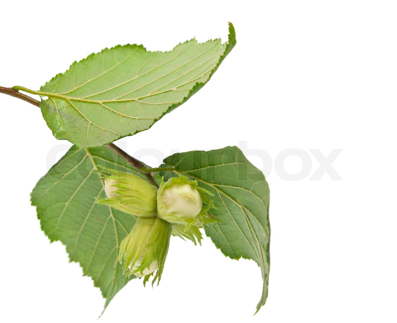 green hazelnuts isolated | Stock image | Colourbox