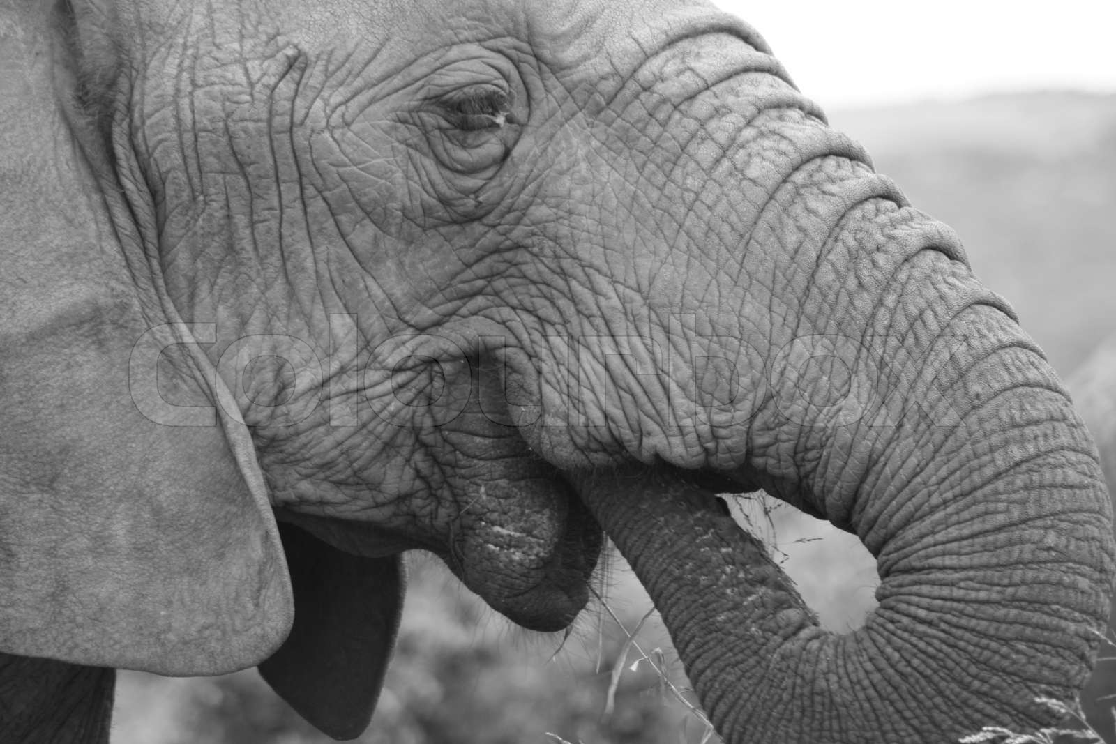 hungrig | Stock Bild | Colourbox