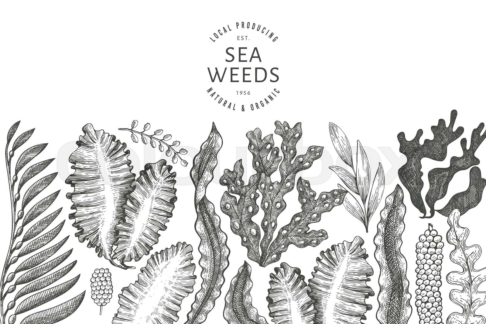 Seaweed Illustration