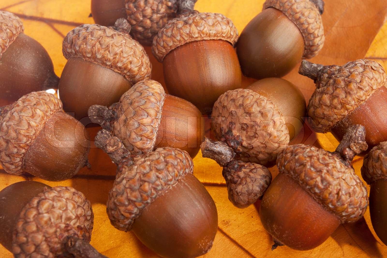 Bunch of acorns | Stock image | Colourbox