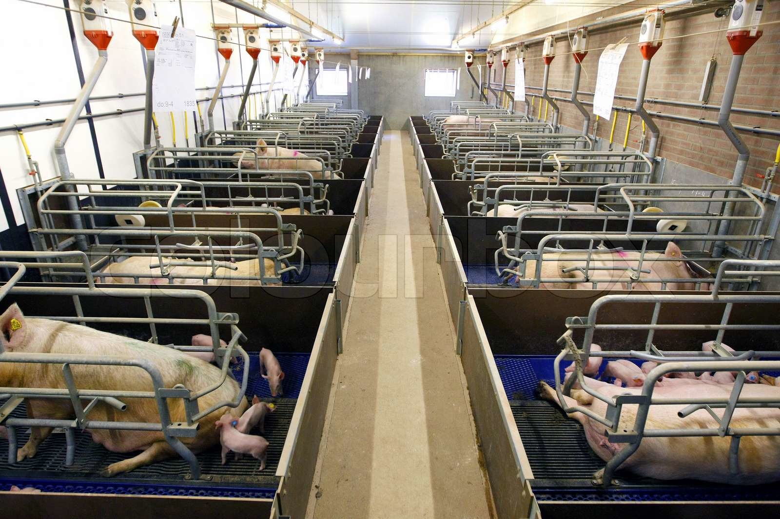 sows with piglets in a stable | Stock image | Colourbox