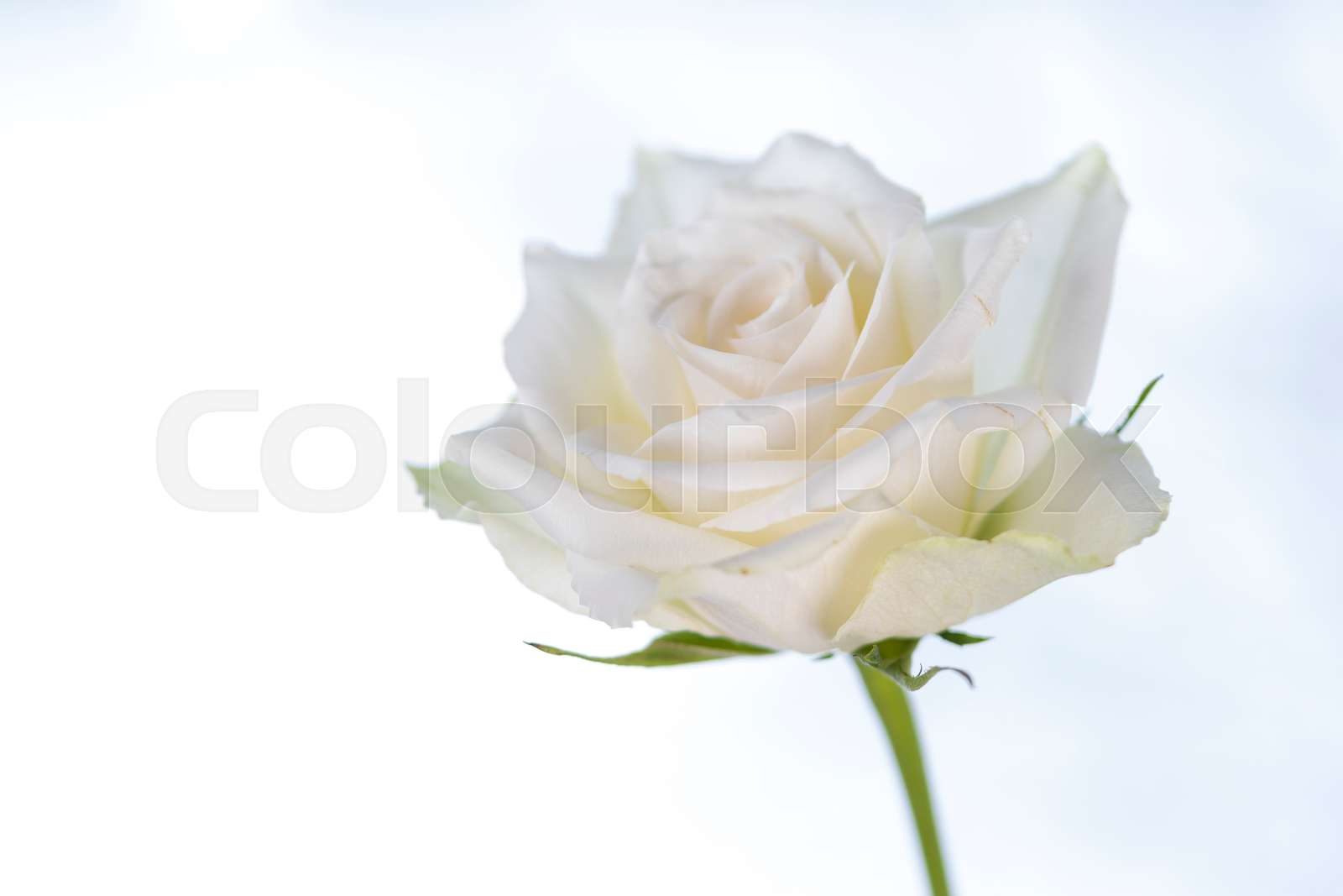 hvid rose | Stock foto | Colourbox