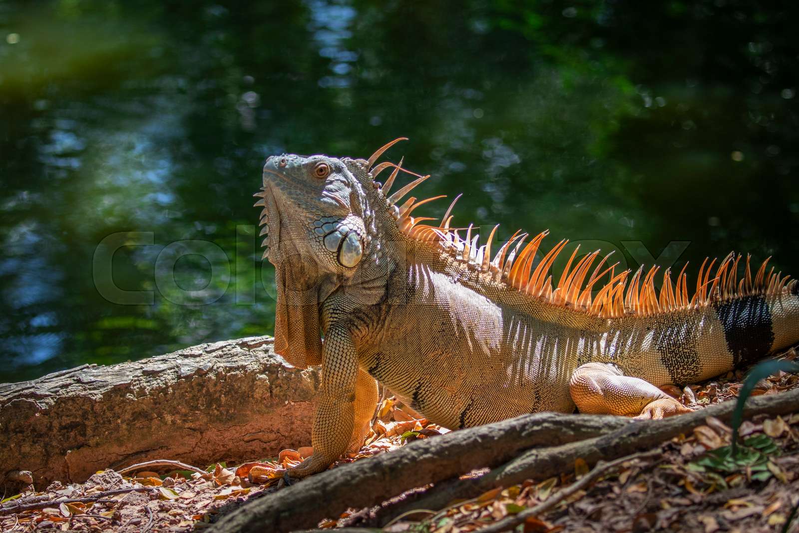 Orange Iguana