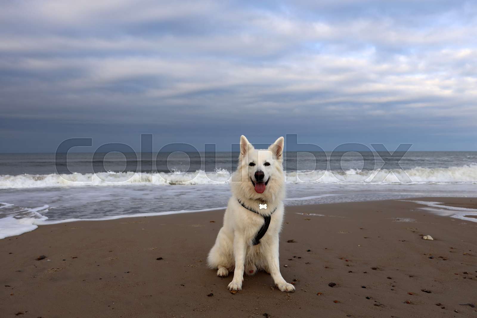 Stor hvid hund ved Vesterhavet i Blokhus | Stock foto | Colourbox