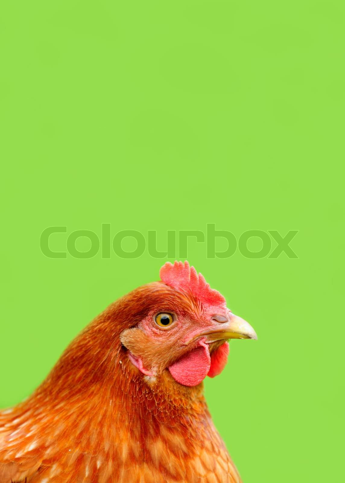 Red Chicken on Bright Green Background with Copy Space | Stock image ...
