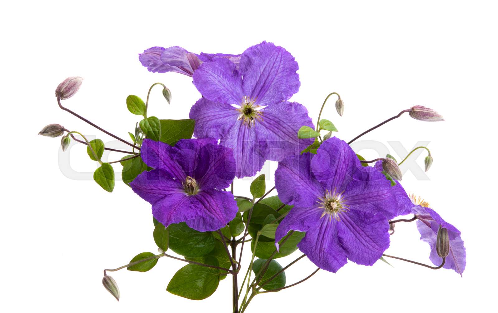 clematis flower | Stock image | Colourbox