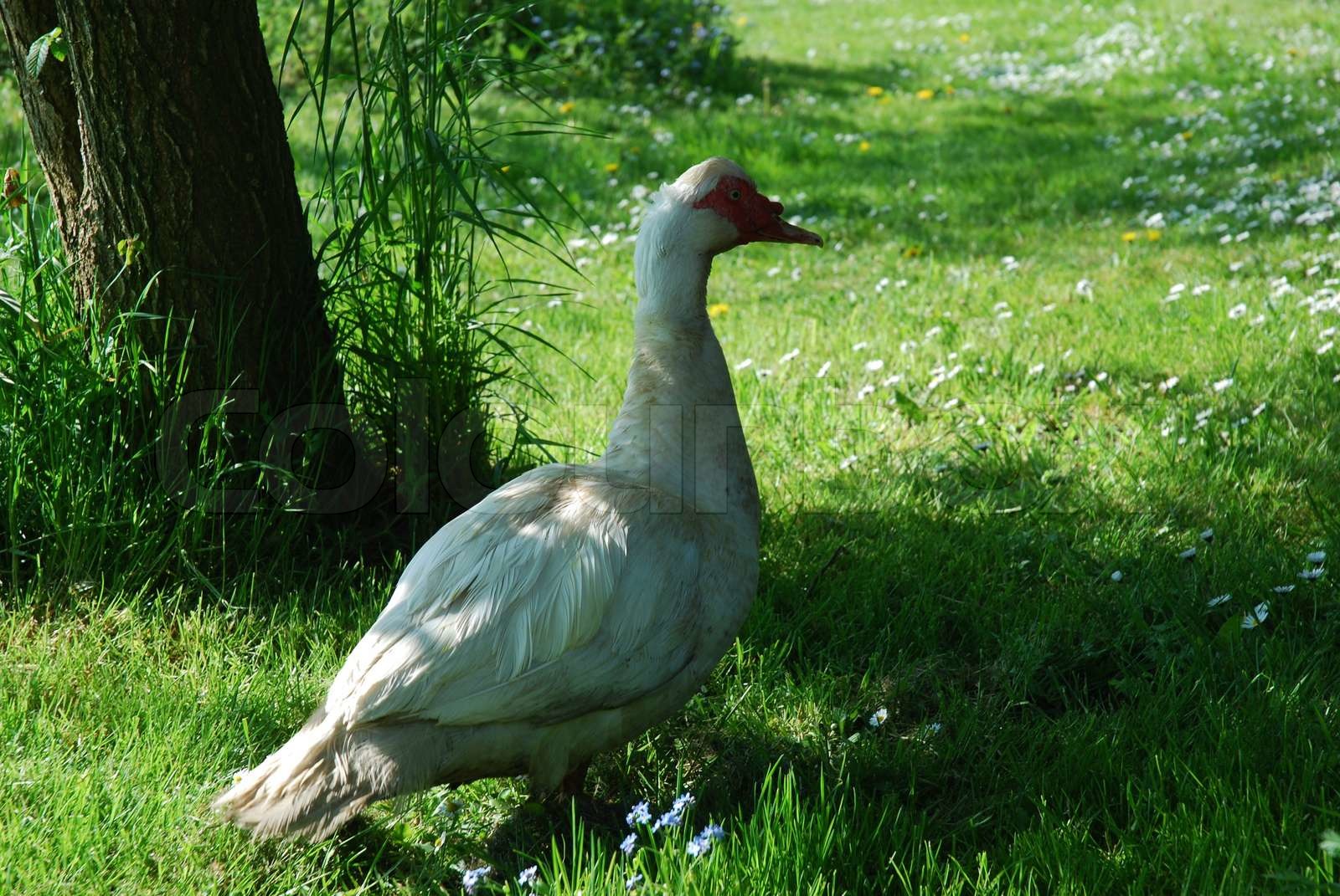 En Hun Moskusand | Stock foto | Colourbox