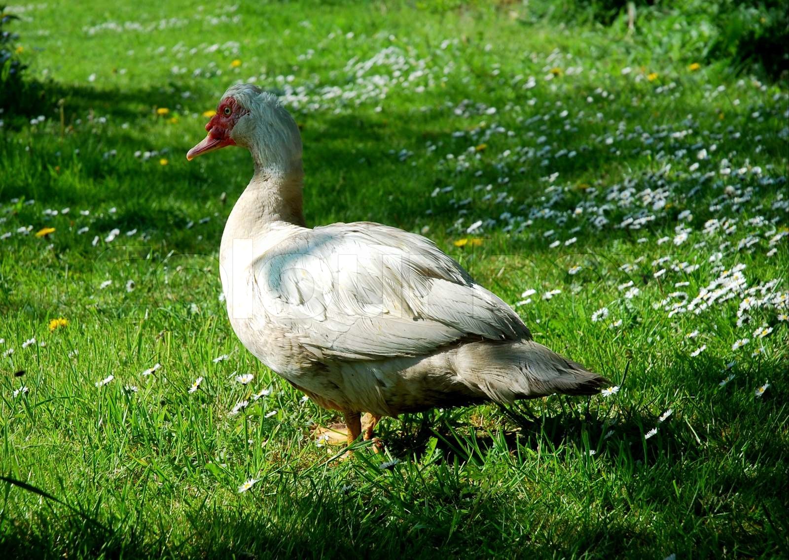 En Hun Moskusand | Stock foto | Colourbox