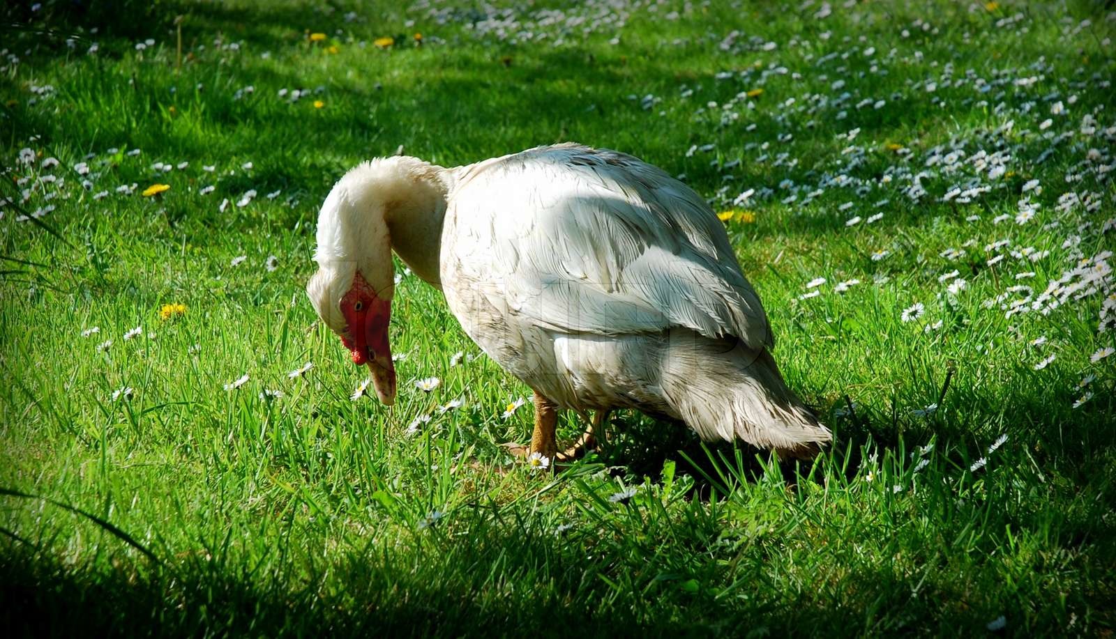 En Hun Moskusand | Stock foto | Colourbox