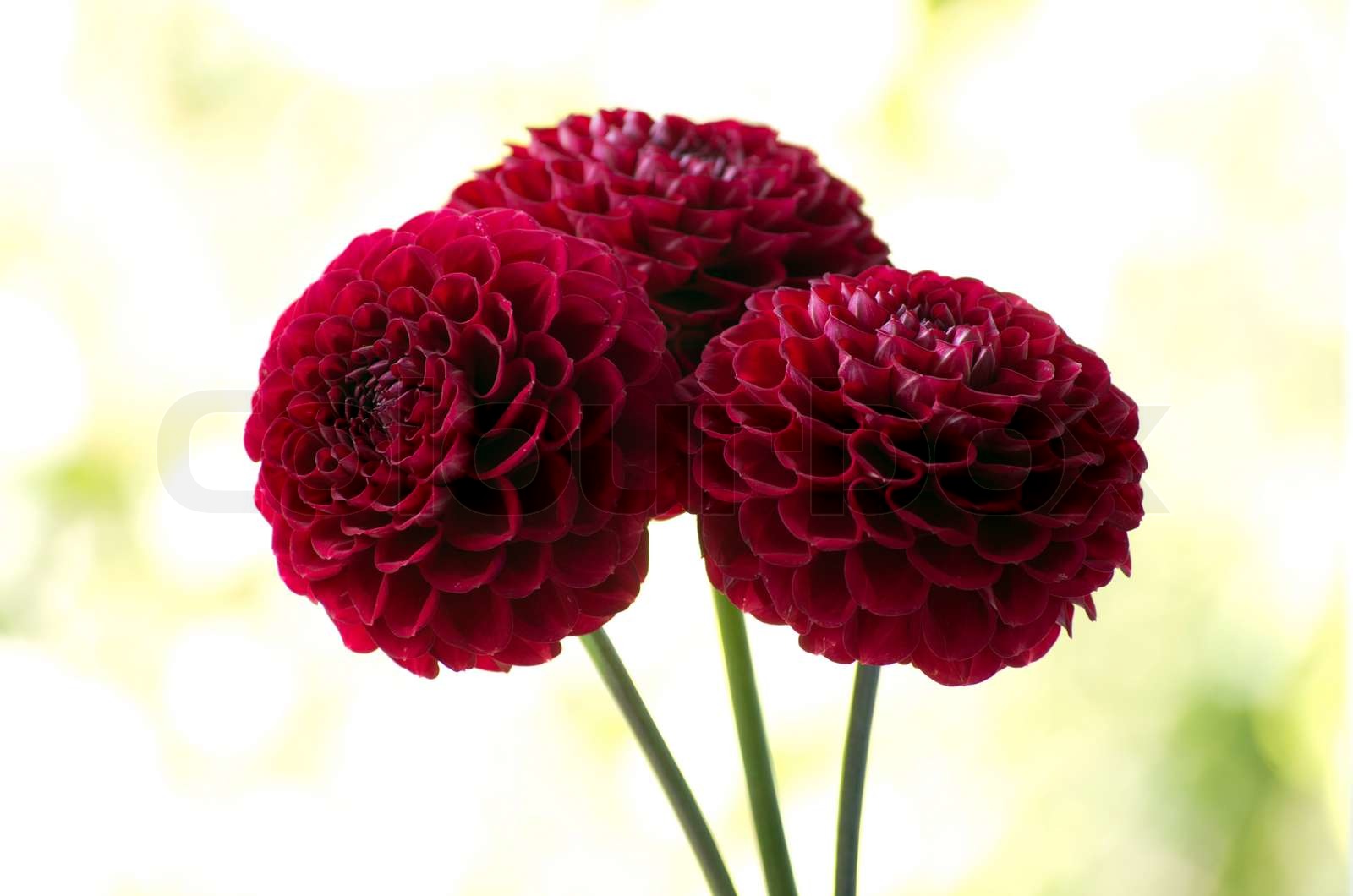 Red dahlia flower | Stock image | Colourbox