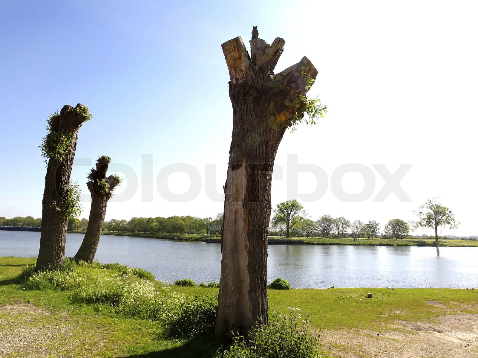 trees without branches at a riverside | Stock image | Colourbox