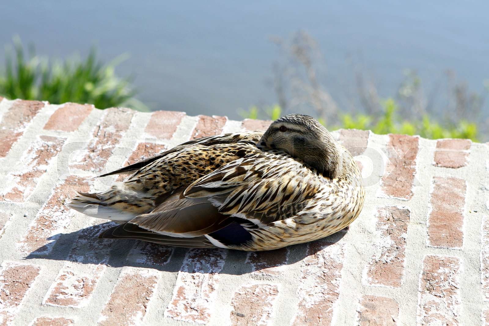 duck lying in the sun on a wall | Stock image | Colourbox