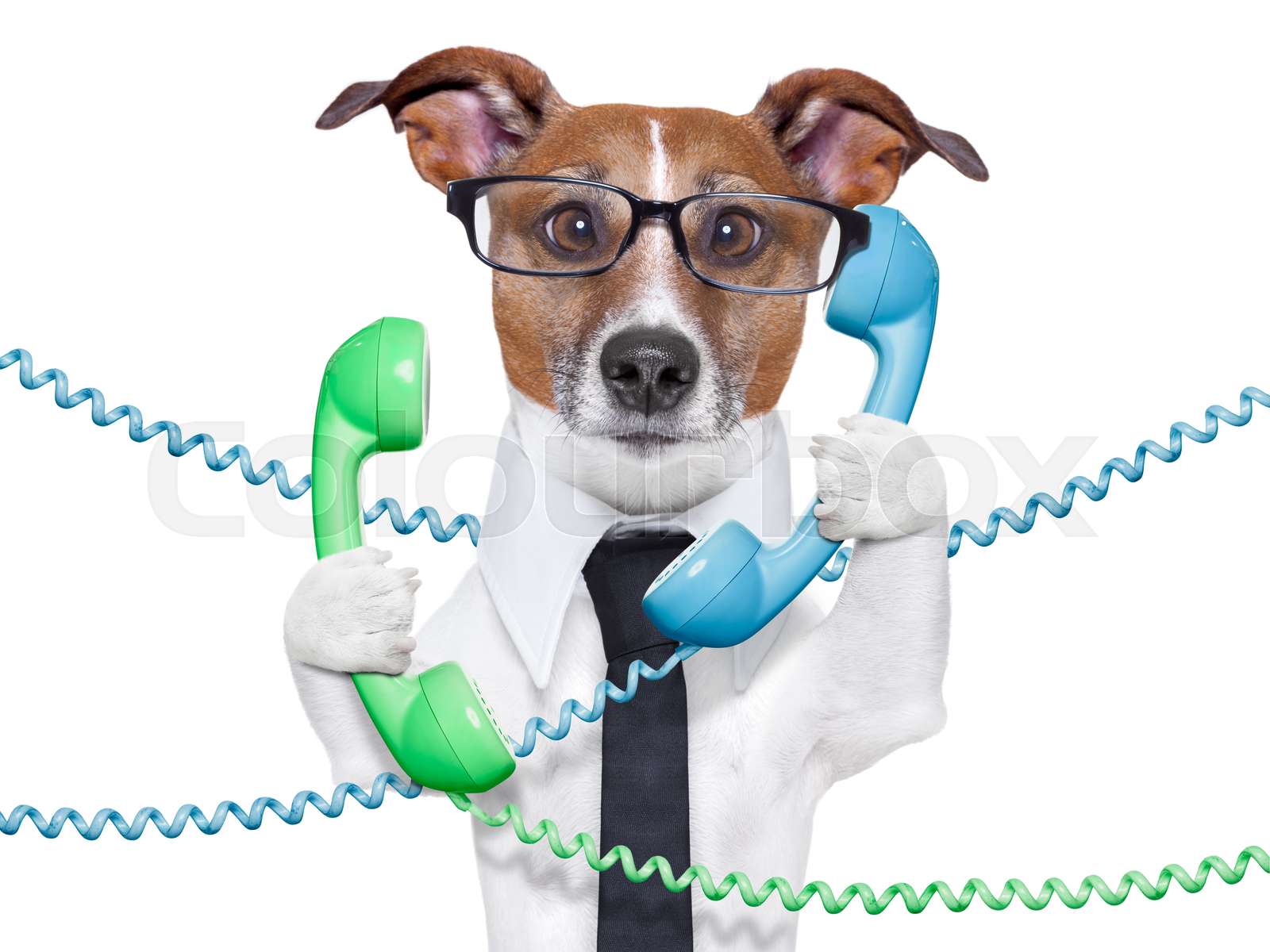 business dog | Stock image | Colourbox