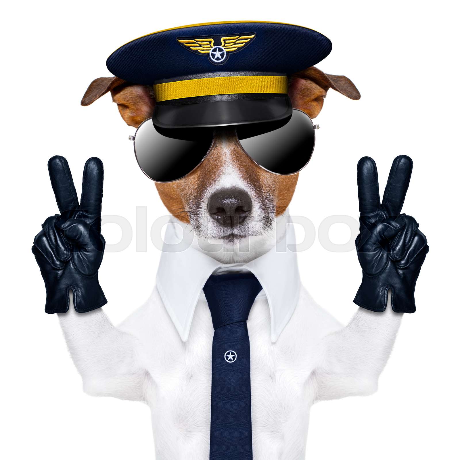 pilot dog | Stock image | Colourbox