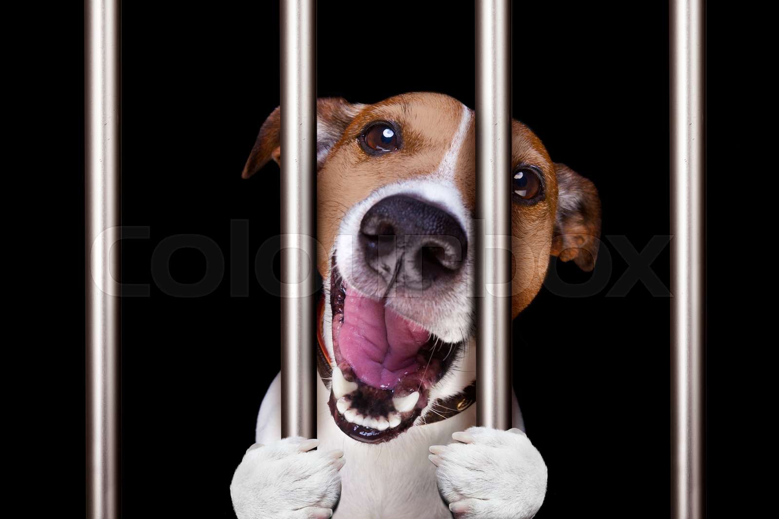 criminal dog behind bars in police station, jail prison, or shelter for ...