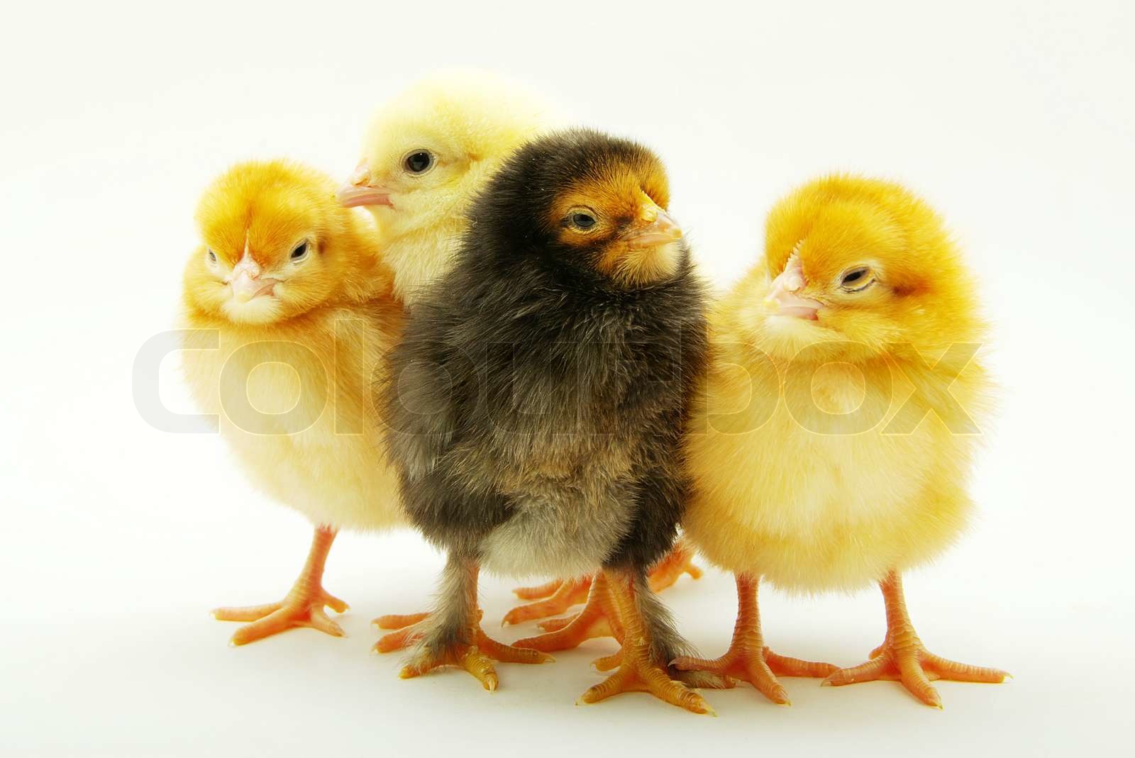 Hühner | Stock Bild | Colourbox