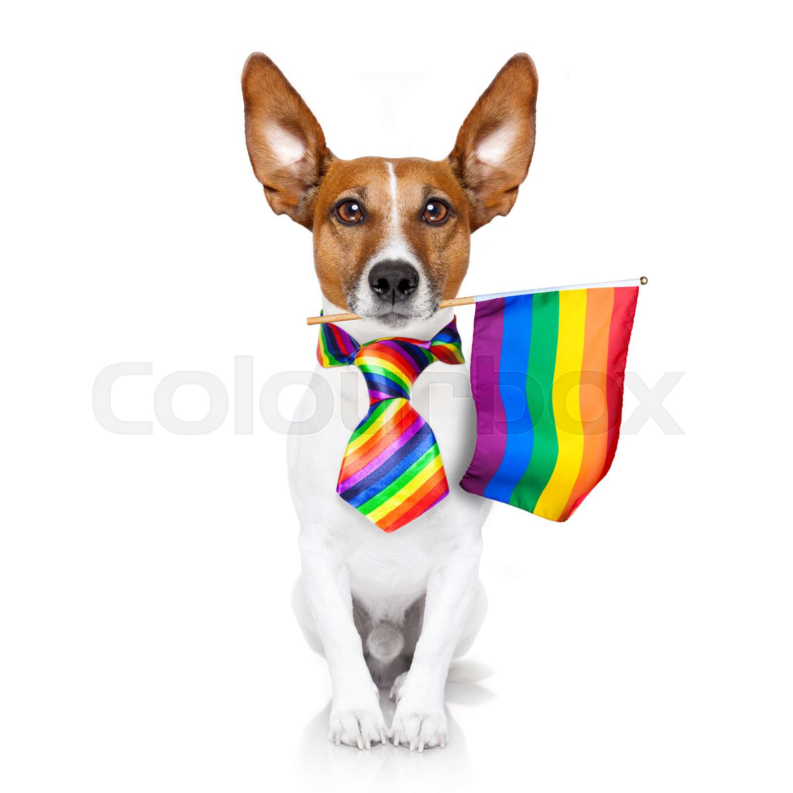 gay pride dog with rainbow flag | Stock image | Colourbox