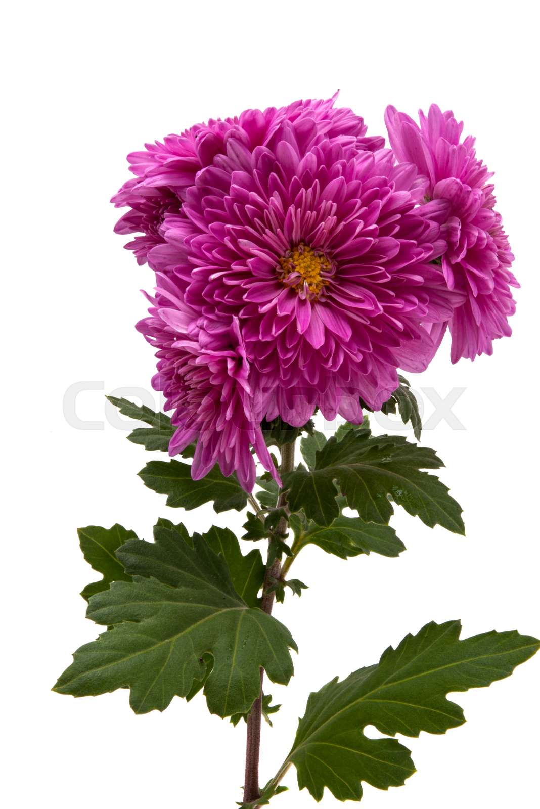 Purple Chrysanthemum Flower